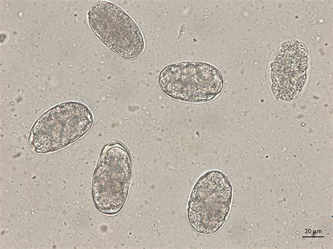 Companion Animal Parasite Council Hookworms