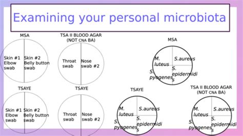 Selective And Differential Media Unit Micro Lab Flashcards Quizlet