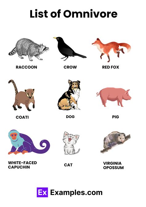 What Are Omnivores Give 2 Examples At Adam Goudeau Blog