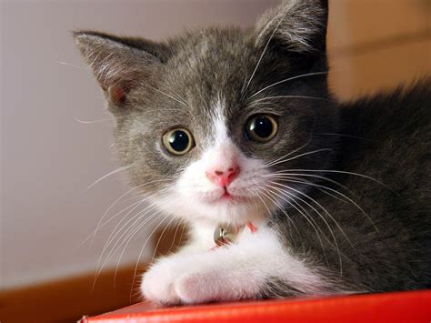 Small Cat Breeds Cats Types