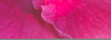 배너 매크로 추상 진짜 아름다운 자연 귀여운 배경 밝은 분홍색 보라색 부드러운 부드러운 꽃잎이 열대 꽃 식물에 꽃을 피운다 꽃