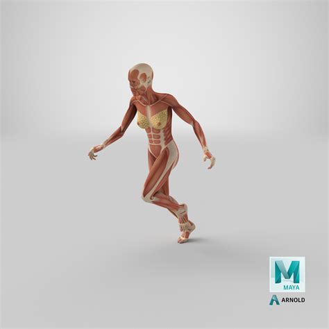 달리기 여성 근육 시스템 해부학 3d 모델 3d 모델 179 3ds C4d Fbx Ma Obj Max Gltf Upk Unitypackage Usdz