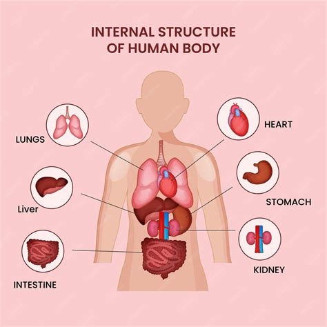Bodies Structure Bodies Structure