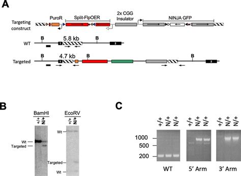 targeting of es cell clones for ninja a schematic showing the rosa 26