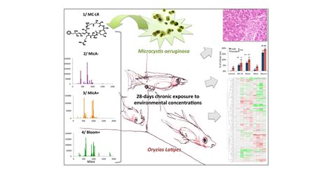 Gender Specific Toxicological Effects Of Chronic Exposure To Pure Microcystin LR Or Complex