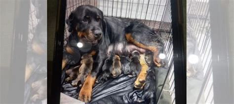 Ротвейлер купить в Ртищево Животные и зоотовары Авито