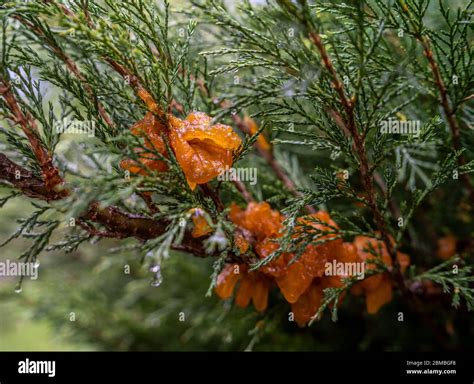 Abundant Growths During Rain From The Spores Of The Fungus Tremella