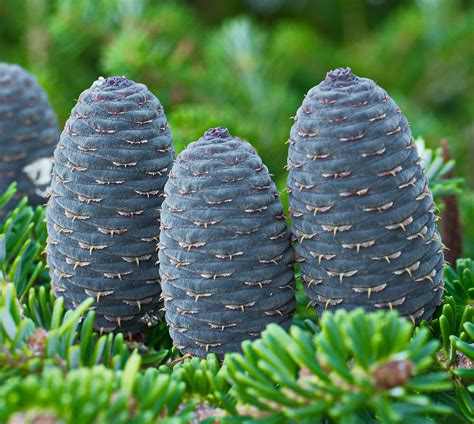 Abies Alba Seeds Grow Your Own Silver Fir At Home