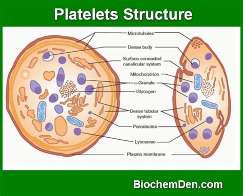 What Are Thrombocytes