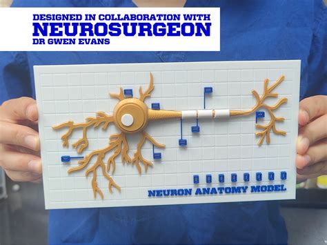 Interactive Neuron Anatomy Model By Noodjuice Makerworld