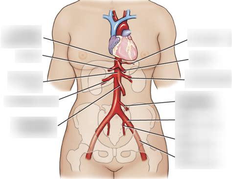 Branches Of Abdominal Aorta Diagram Quizlet
