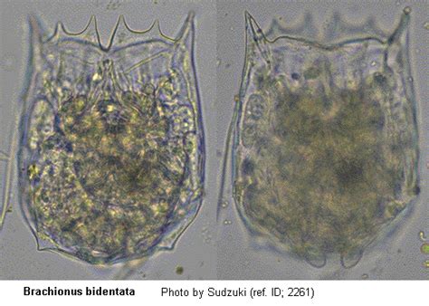 Brachionus Morphology