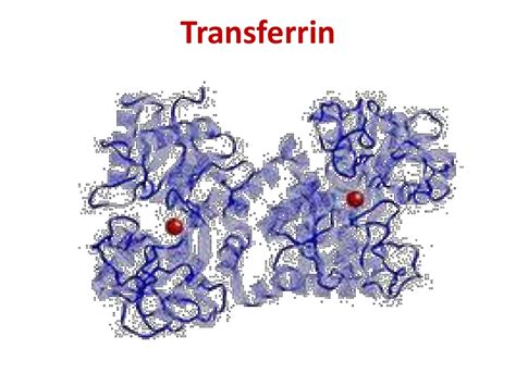 Amino acid and protein metabolism II презентация онлайн