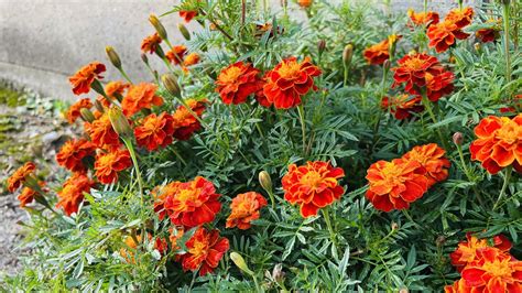 프렌치 메리골드 Youtube