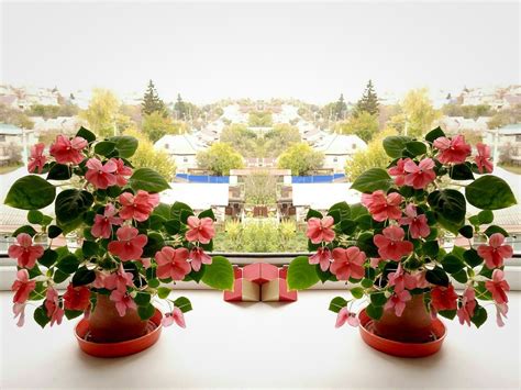 Не потрібні великі горщики 5 кімнатних квітів які люблять тісноту