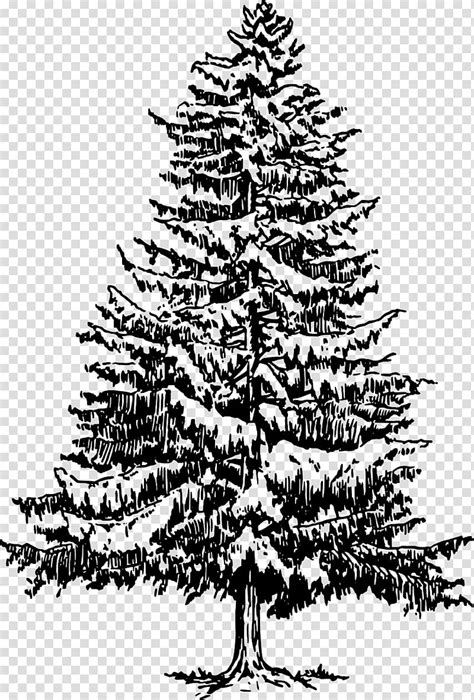 How To Draw A Realistic Pine Tree