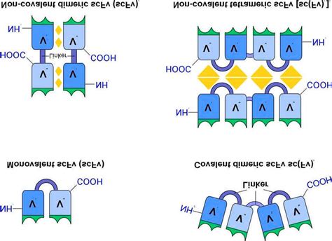 Recombinant Monovalent And Multivalent Single Chain Antibodies Download Scientific Diagram