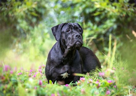 Cane Corso Full Profile History And Care