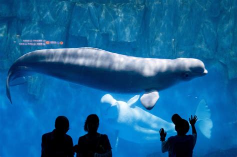 表演时间 海底世界 湖南 有限公司 大型海洋科普教育馆 湖南广播电视台的影视拍摄基地