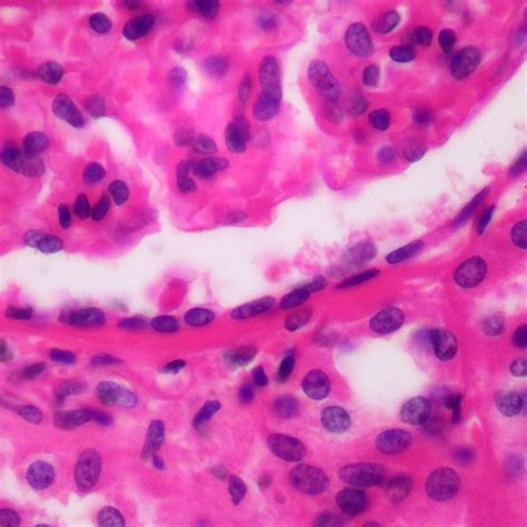 Human Simple Squamous Epithelium Sec 7 M Hande Microscope Slide