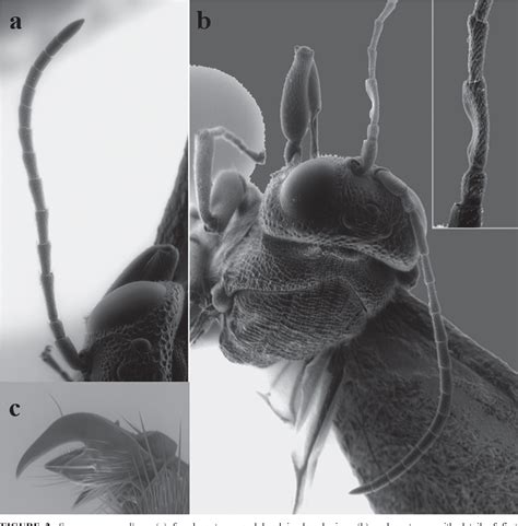Gavialiceps Taiwanensis Semantic Scholar