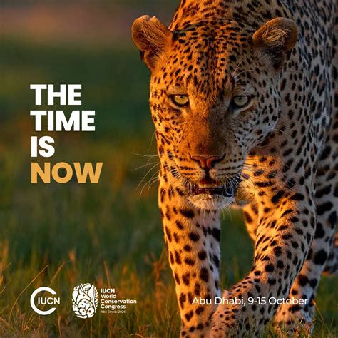 Iucn The African Savanna Elephant Population Decreased By At Least 60