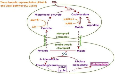 Ecology And Plant Physiology Notes