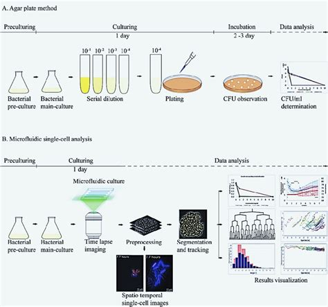 Plate Count Agar Preparation At Eddie Randolph Blog