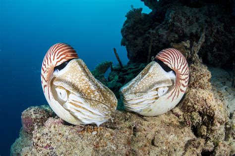Nautilus Facts Habitat Behavior Diet