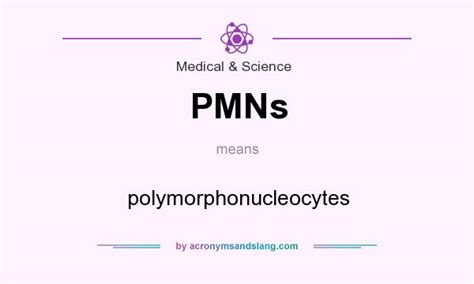 Pmns Polymorphonucleocytes In Medical And Science By