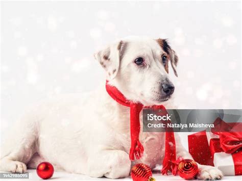 빨간 스카프에 흰 개와 새해 선물이 있는 섣달 그믐 날 사진 배경에는 눈과 보케가 있고 개 주위에 빨간 풍선이 흩어져 있습니다 개에 대한 스톡 사진 및 기타 이미지 Istock