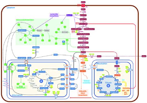 Schematic Diagram Of The Metabolic Network Governing The Crabtree Download Scientific Diagram