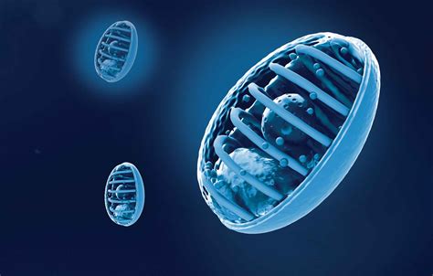 Microsporida Symptoms Prevention And Treatment Genetic Signatures Usa