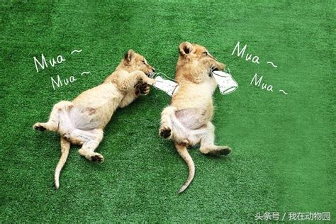 飼養員寵溺獅子寶寶，這樣的小獅子創意照我也是第一次見！ 每日頭條