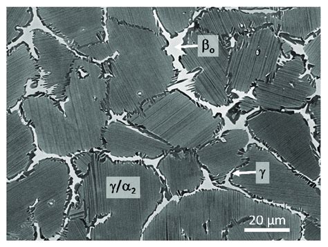 Microstructure Of The Investigated Tnm Alloy In The Forged Condition Download Scientific