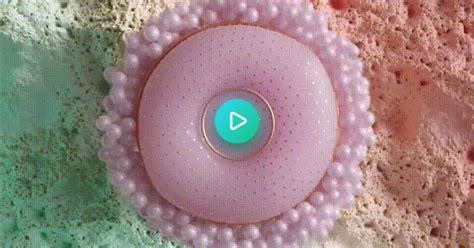 If Your Plumbus Looks Like This For More Than 8 Hrs Please Consult A Physician  On Imgur