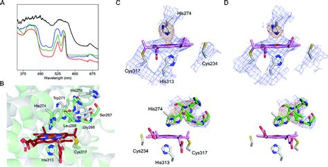 Partially Reduced Crystal Structure Of Sfmd Identifies Iron Ligand Download Scientific Diagram
