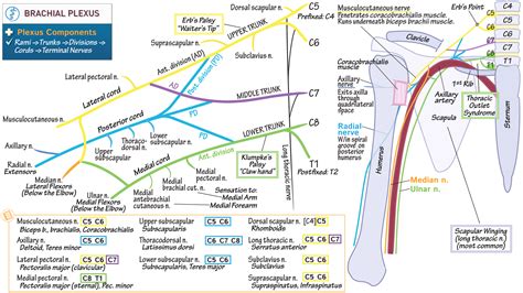 Brachial Plexus Schematic