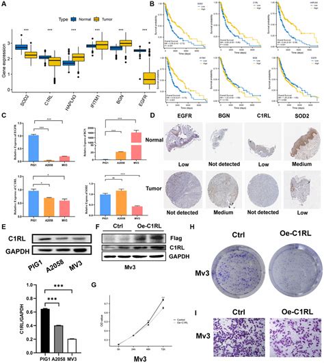 Development And Validation Of A Novel T Cell Proliferation Related Prognostic Model For