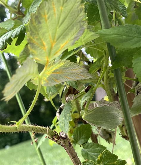 Raspberry Rust R Gardening