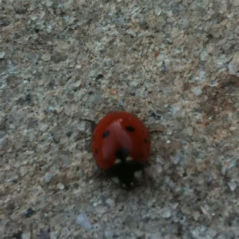 Seven Spotted Ladybug Project Noah