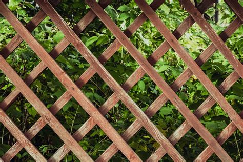 How To Attach A Trellis To A Wall Without Drilling Step By Step Guide