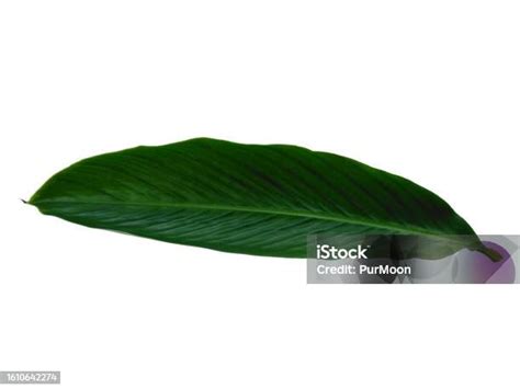 붉은 생강 잎 또는 알피니아 자반병 잎 흰색 바탕에 클리핑 패스가 있는 녹색 잎입니다 장식용 붉은 생강 잎 흰색 배경에 분리된 녹색 잎 0명에 대한 스톡 사진 및 기타