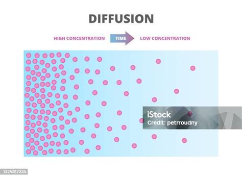 Diffusion Movement Of Molecules And Atoms From An Area Of Higher Or High Concentration To An