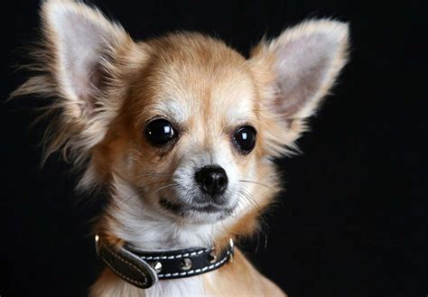 200 Chihuahua Backgrounds