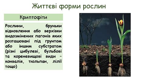 Життєві форми тварин та рослин як адаптації до середовища існування 11 клас презентация онлайн