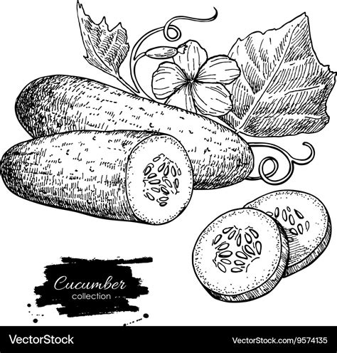 Cucumber Hand Drawn Isolated Cucumber Royalty Free Vector