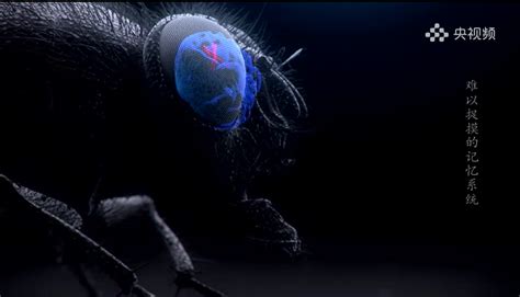 果蝇幼虫完整“脑图谱”绘制完成 有助于更好地了解人脑！ 北京时间