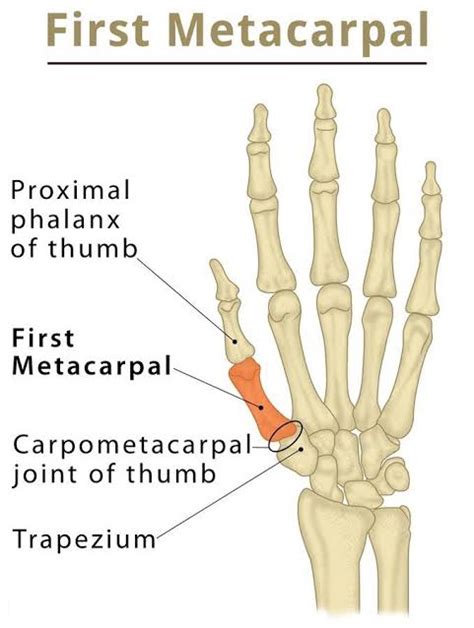 Intercarpal Joint