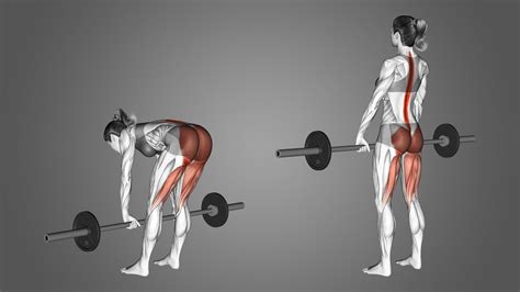 Stiff Leg Deadlift How To Muscles Workedbenefits And Variations